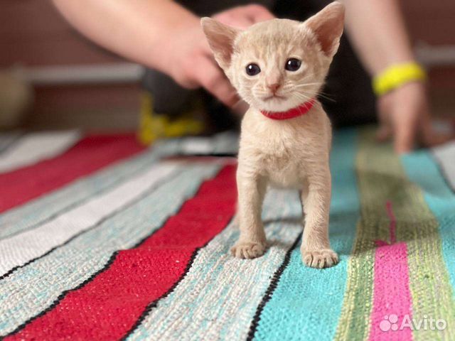 Абиссинские котята