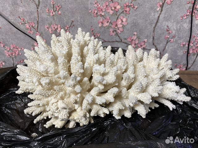 Настоящий коралл