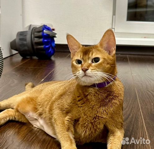 Кошка компаньон она же котопес в хорошие руки