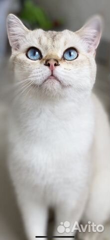 Шотландский кот