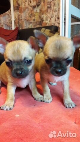 Щенки чихуахуа