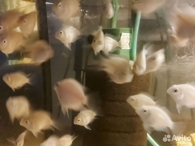 Аквариумные рыбки цихлиды