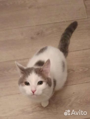 Котик ищет дом