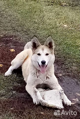 Собака метис Лайка 1 год стерилизуем
