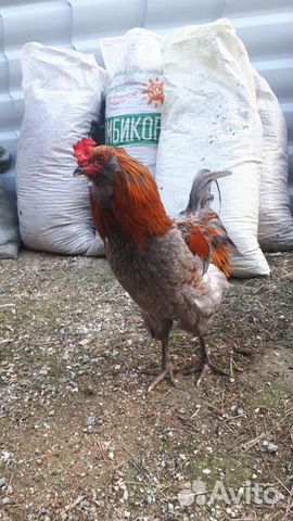 Семья амераукана