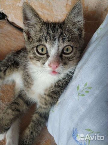 Котик в добрые руки