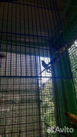 Тигровая амадина