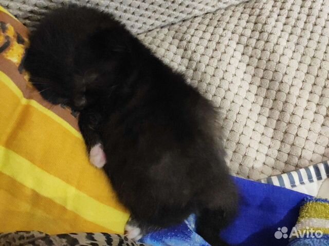 Котенок 10 дней