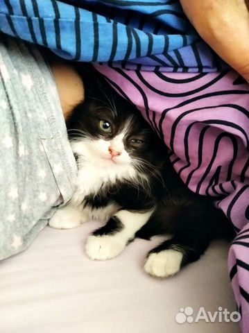 Кошки в добрые руки бесплатно