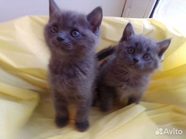 2мес- котята британские - мальчишки и девчонки