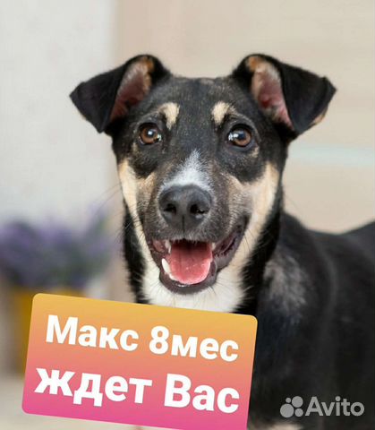 Собака в добрые руки