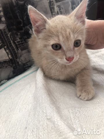 Котеночек, 2 месяца