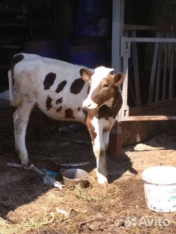 Продаются телочки