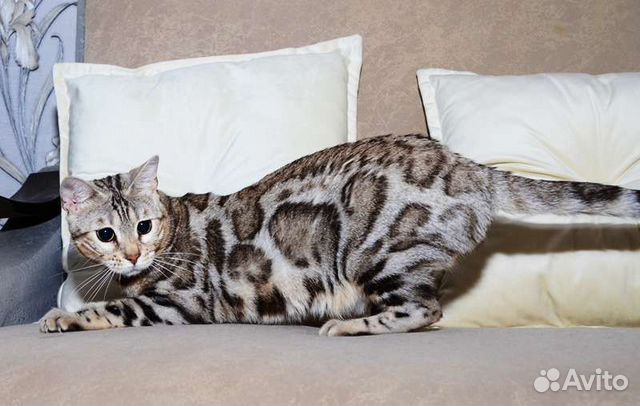 Бенгальская кошечка