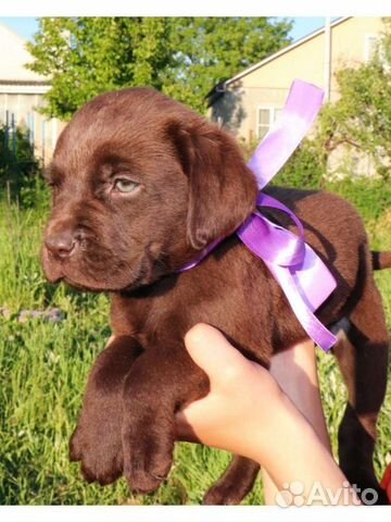 Щенки лабрадора