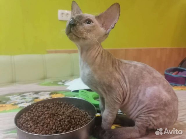 Кошки