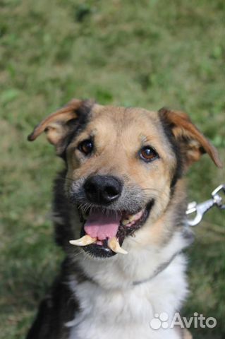 Зита взрослая и классная собака