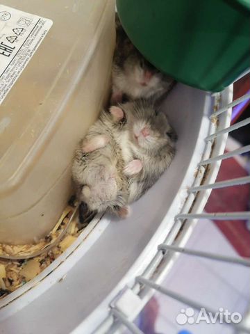 Джунгарский хомяк