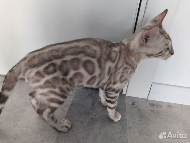 Снежные бенгальские котята