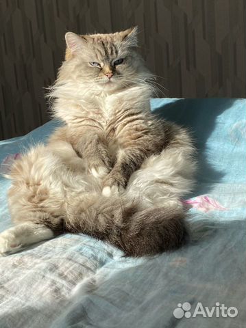 Кошка Рэгдолл