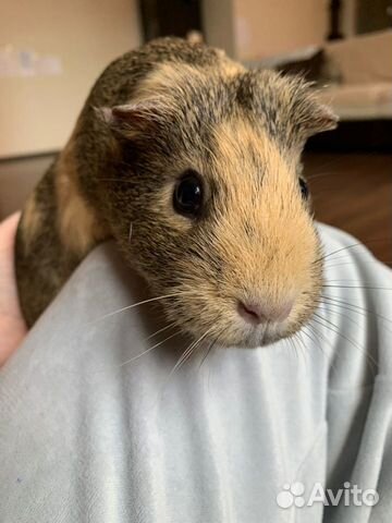 Морская свинка