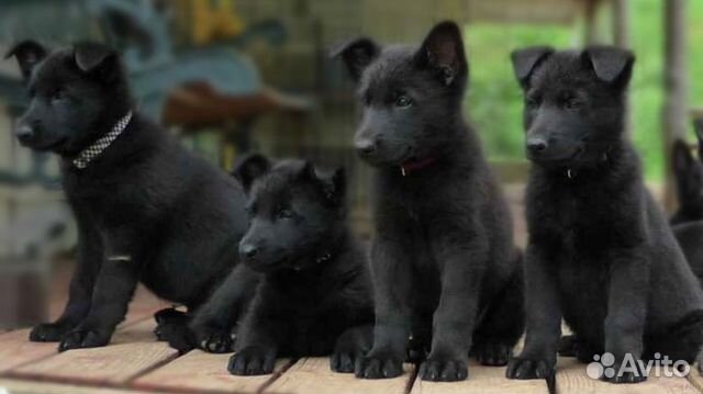 Черные немецкие овчарки- щенки угольки
