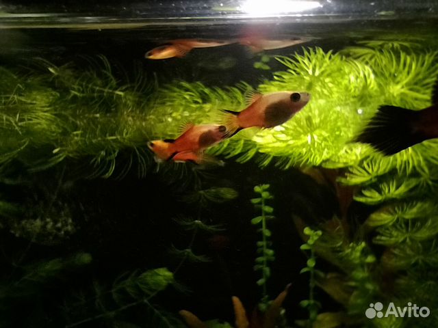 Пецилии сан-сет