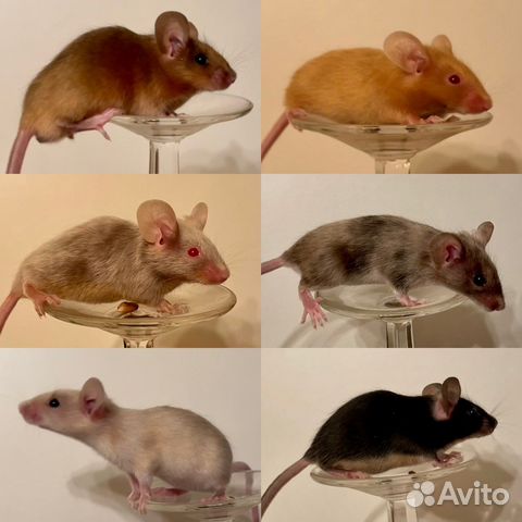 Мышата декоративные