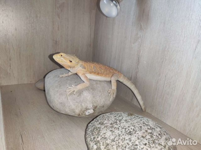Бородатая агама самка