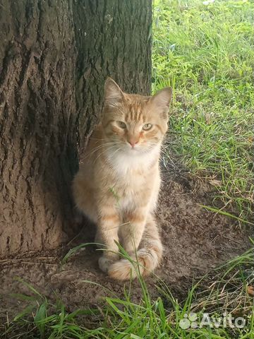 Рыжий котик