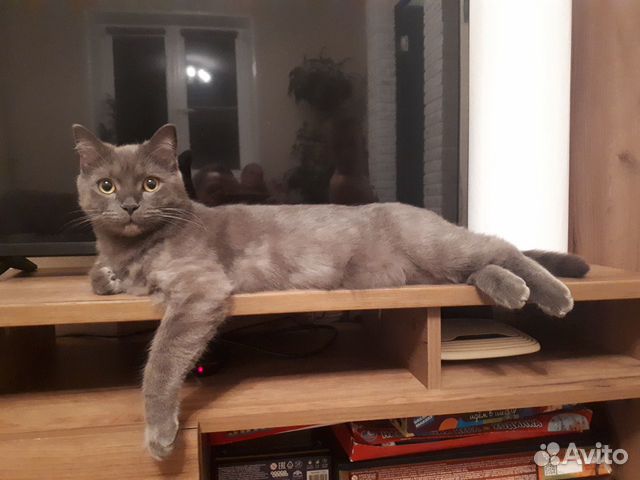 Отдам котика в добрые руки