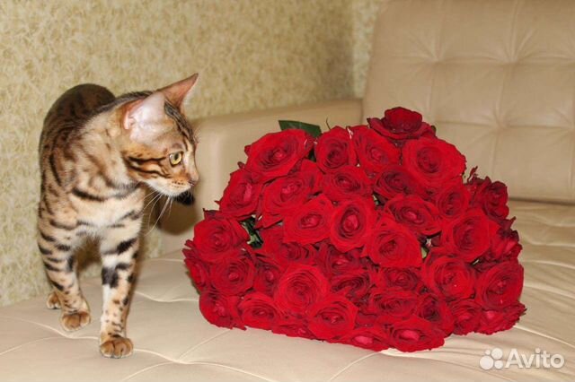 Яркие бенгалята