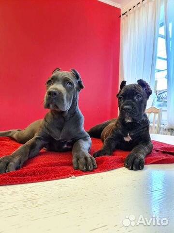 Достойные малыши Кане Корсо