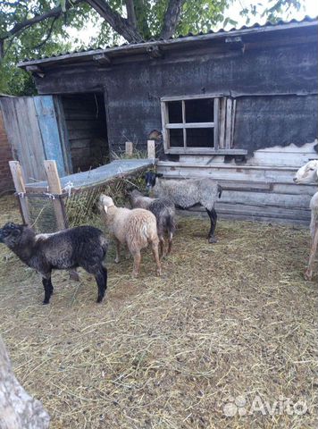 Романовские овцы