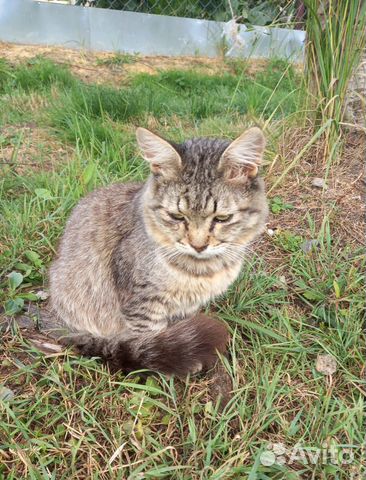 Отдам котика в добрые руки