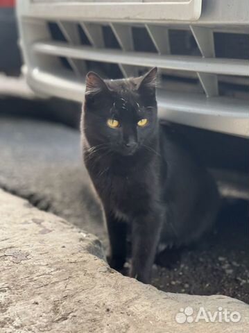 Котенок, 7 мес, мальчик