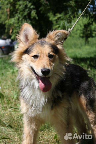 Молодой лис Франц в дар из приюта