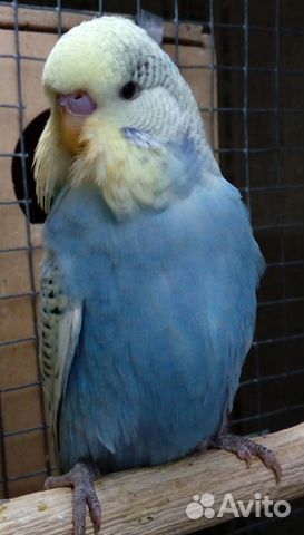 Синий желтолицый птенчик