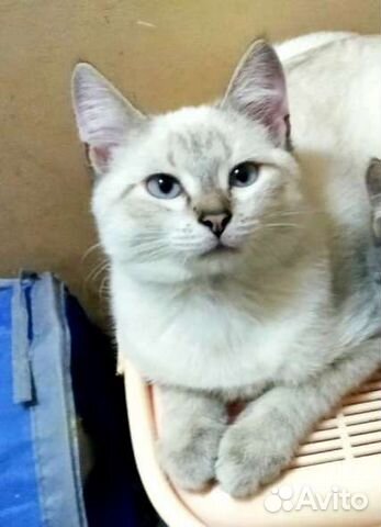 Шикарный котенок только в заботливые руки, 3,5 мес