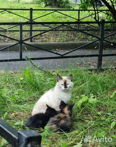 Котята