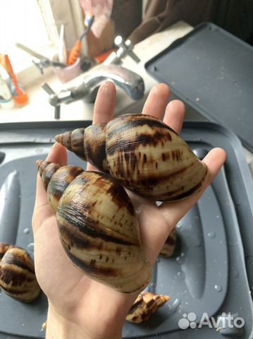 Улитки ахатина ретикулята