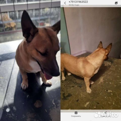 Очаровательный и несчастный пёсик ищет себе дом