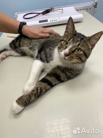 Отдадим кота в добрые руки