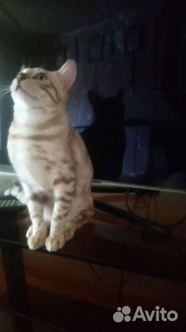 Бенгальские котята