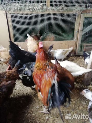 Петух, куры несушка, куры голошейка