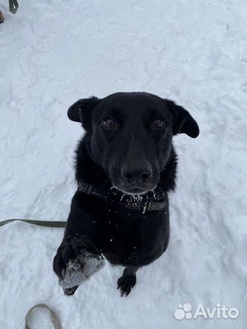 Ксюша, собака в добрые руки бесплатно