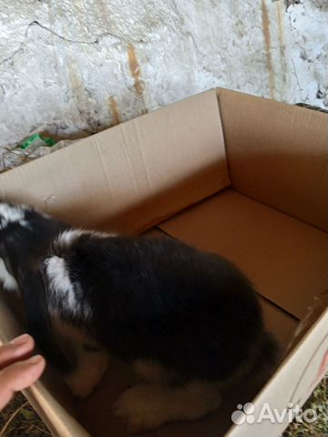 Кролики французский баран