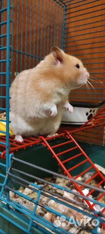 Сирийский хомяк Батон с клеткой
