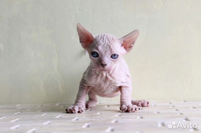 Девочка Клюква сфинкс левкой