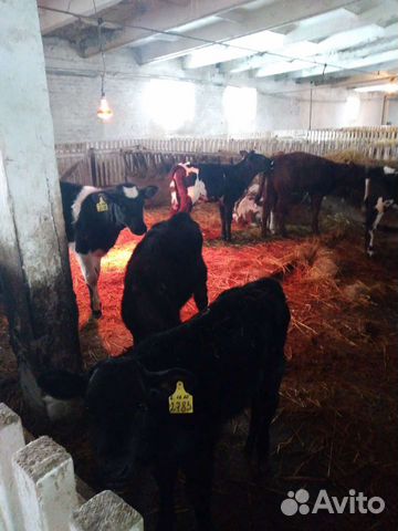 Бычки.1-2-3 месяц
